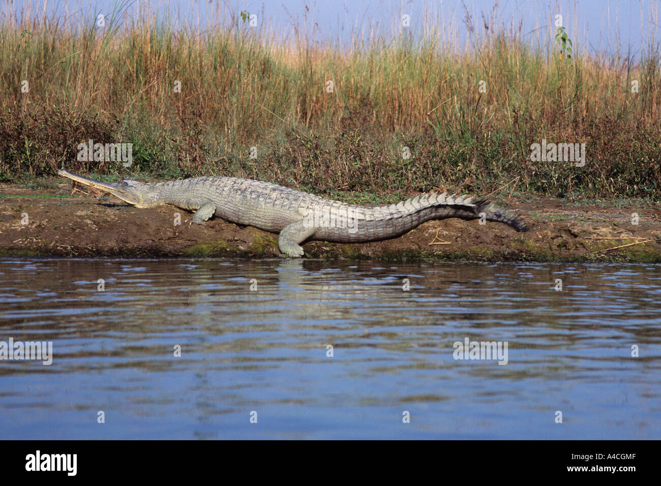 Gharial crocodile hi-res stock photography and images - Alamy