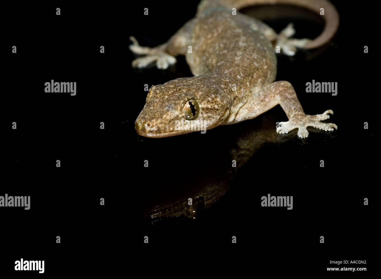 Asian House Gecko Stock Photo - Alamy