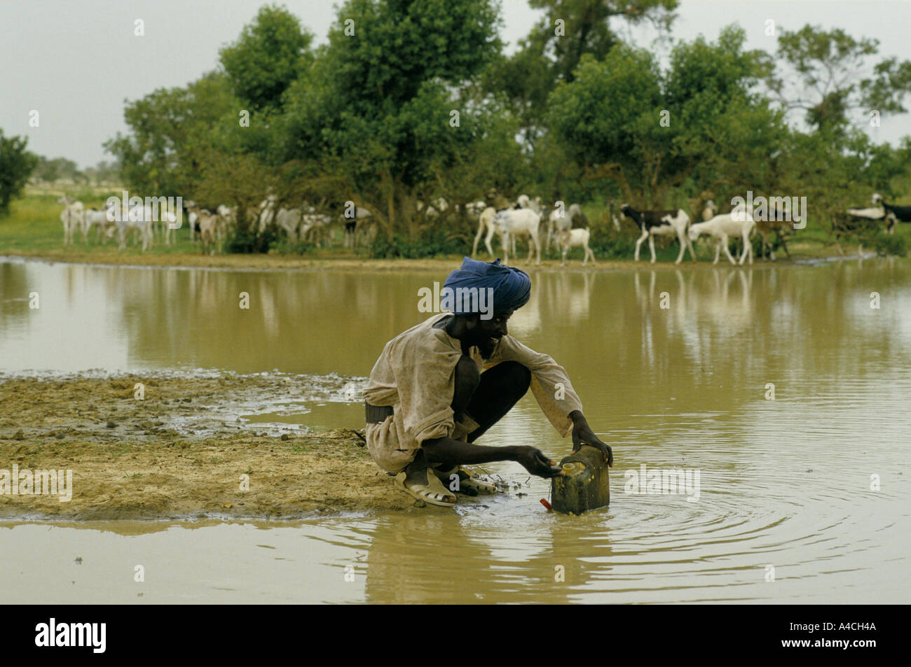 man collecting water in plastic container herd of goats mali village ...
