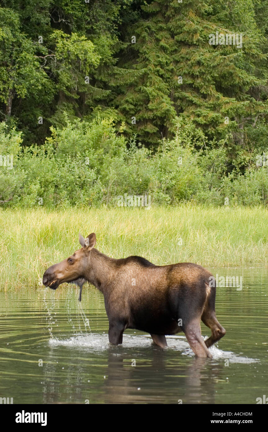 Cow Moose, Alaska Stock Photo - Alamy