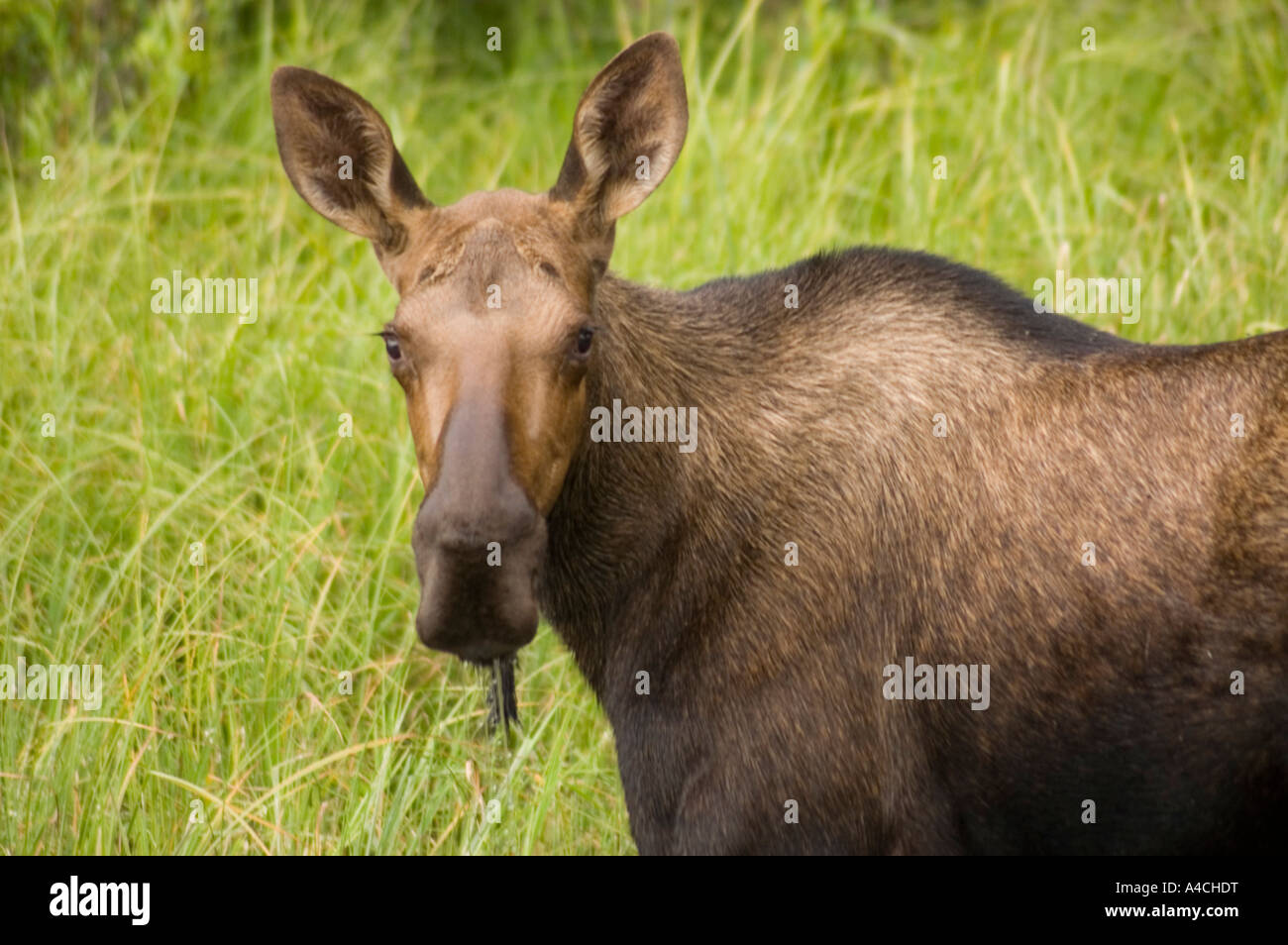 Cow Mooose, Alaska Stock Photo - Alamy Cow Mooose, Alaska Stock Photo - Alamy