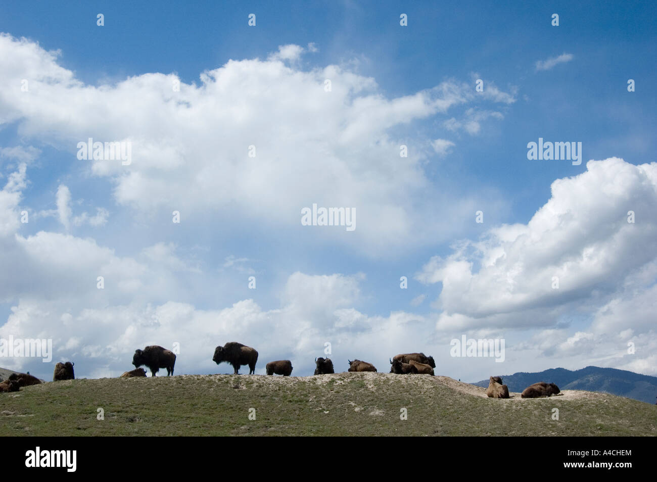 Bison, National Bison Range, Montana Stock Photo - Alamy