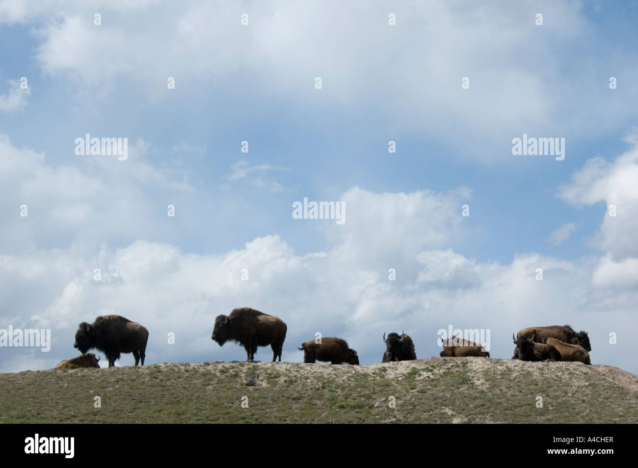 Bison, National Bison Range, Montana Stock Photo - Alamy
