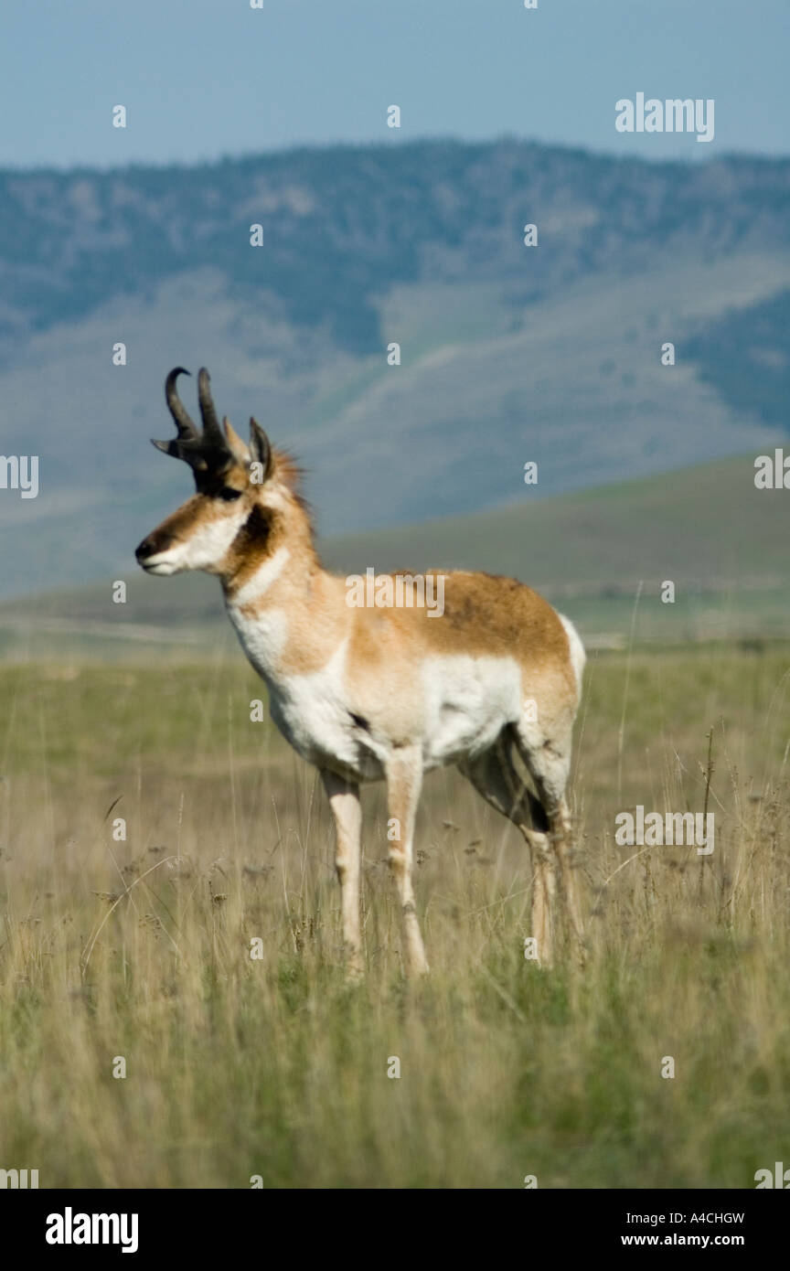 Pronghorn (Antilocapra americana), National Bison Range, Montana Stock ...