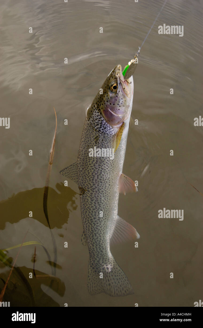 Cutthroat Trout, Alaska Stock Photo - Alamy