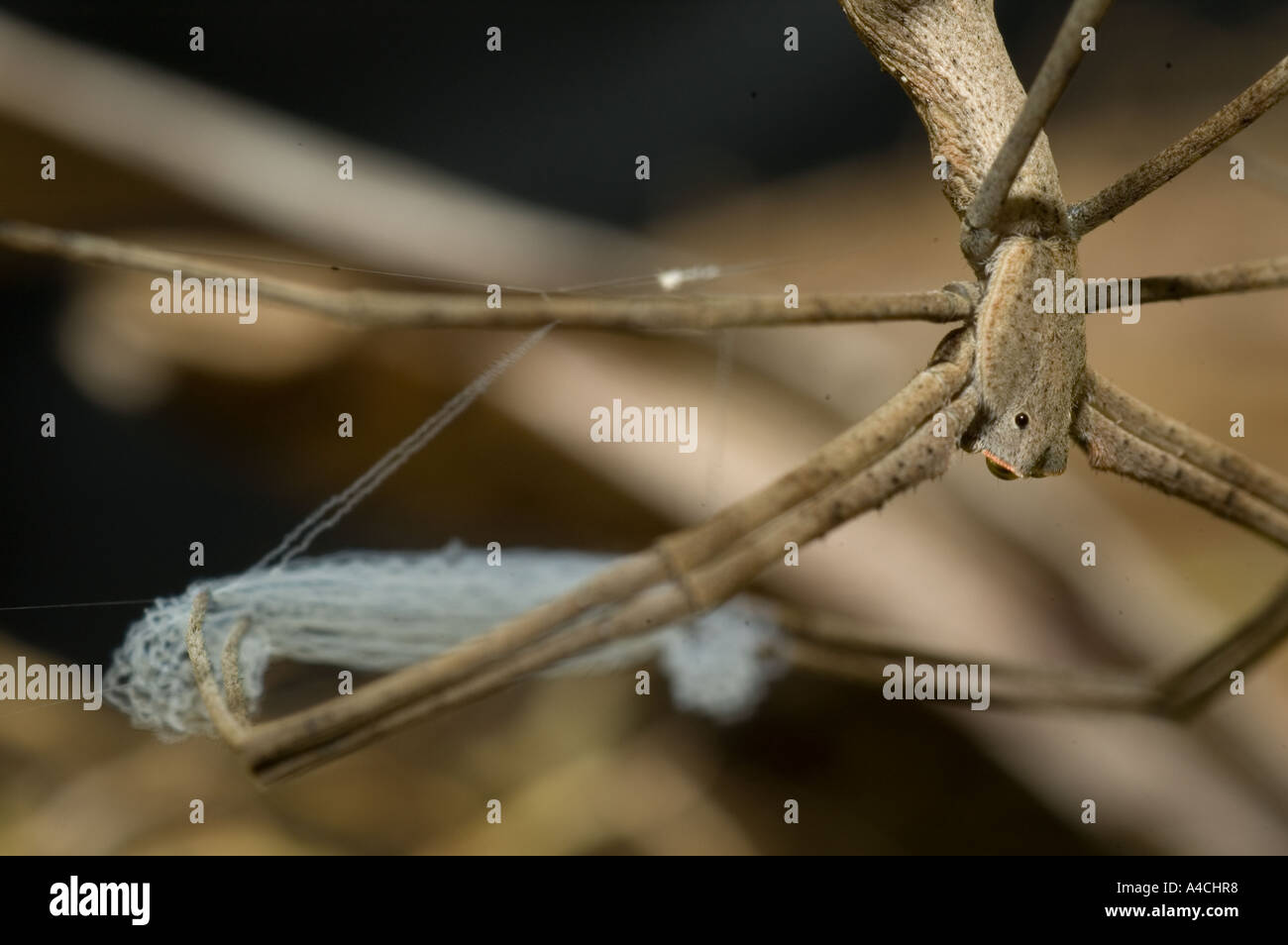 Cast net spider hi-res stock photography and images - Alamy
