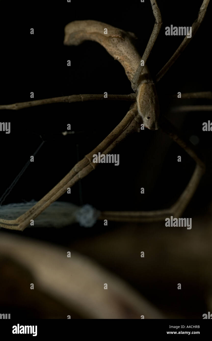 Cast net spider hi-res stock photography and images - Alamy