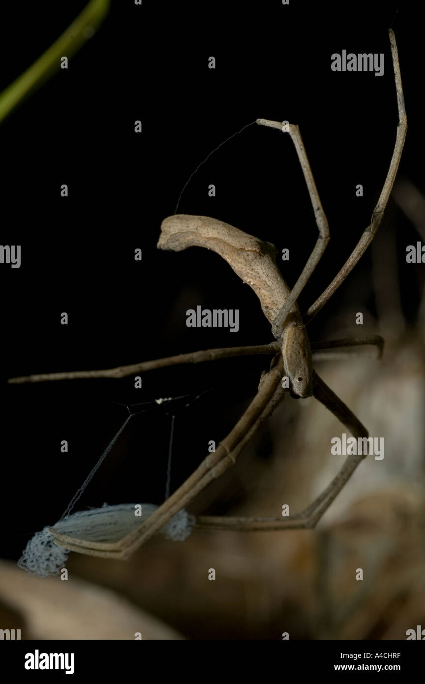 Cast net spider hi-res stock photography and images - Alamy