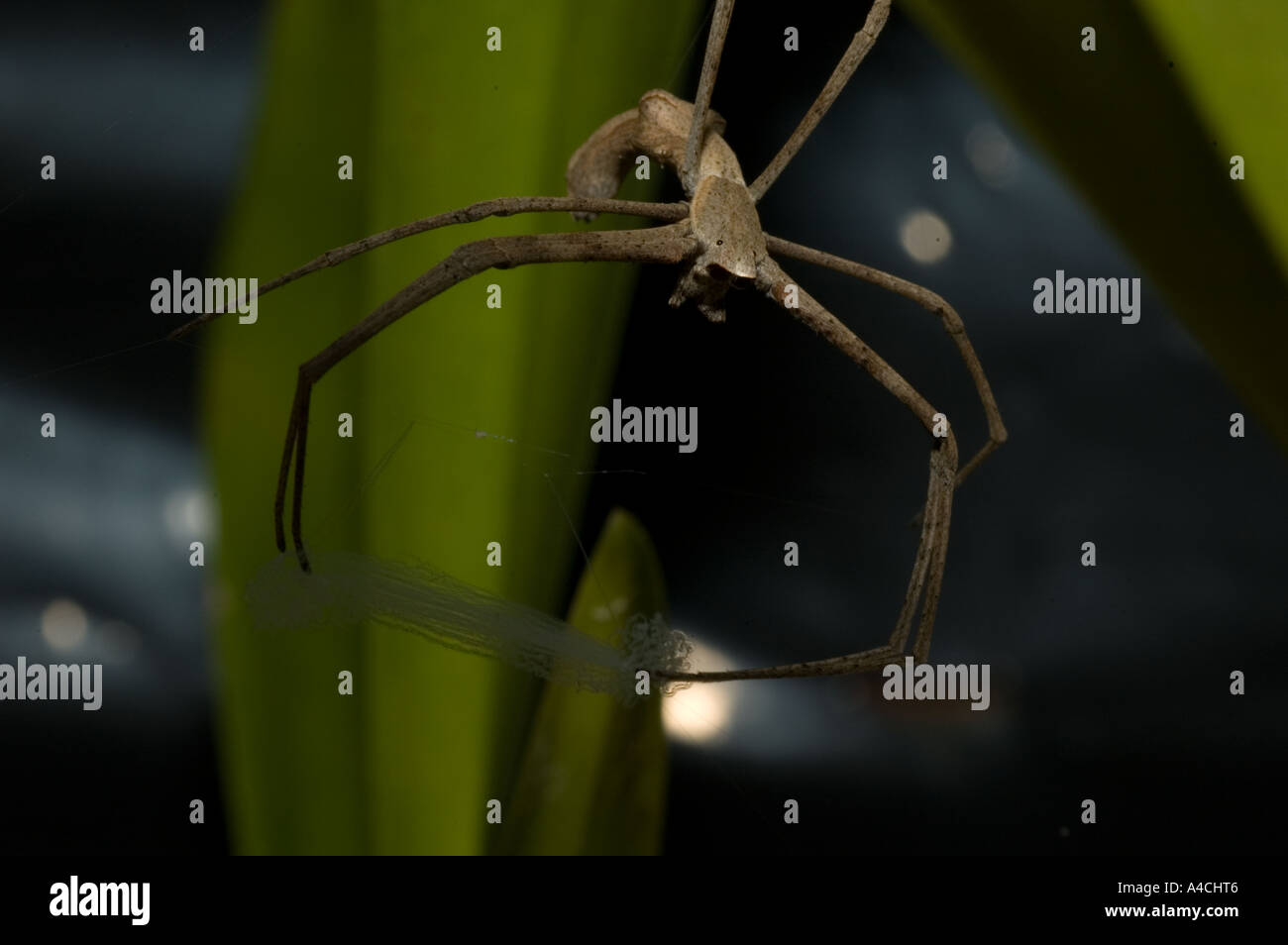 Cast net spider hi-res stock photography and images - Alamy