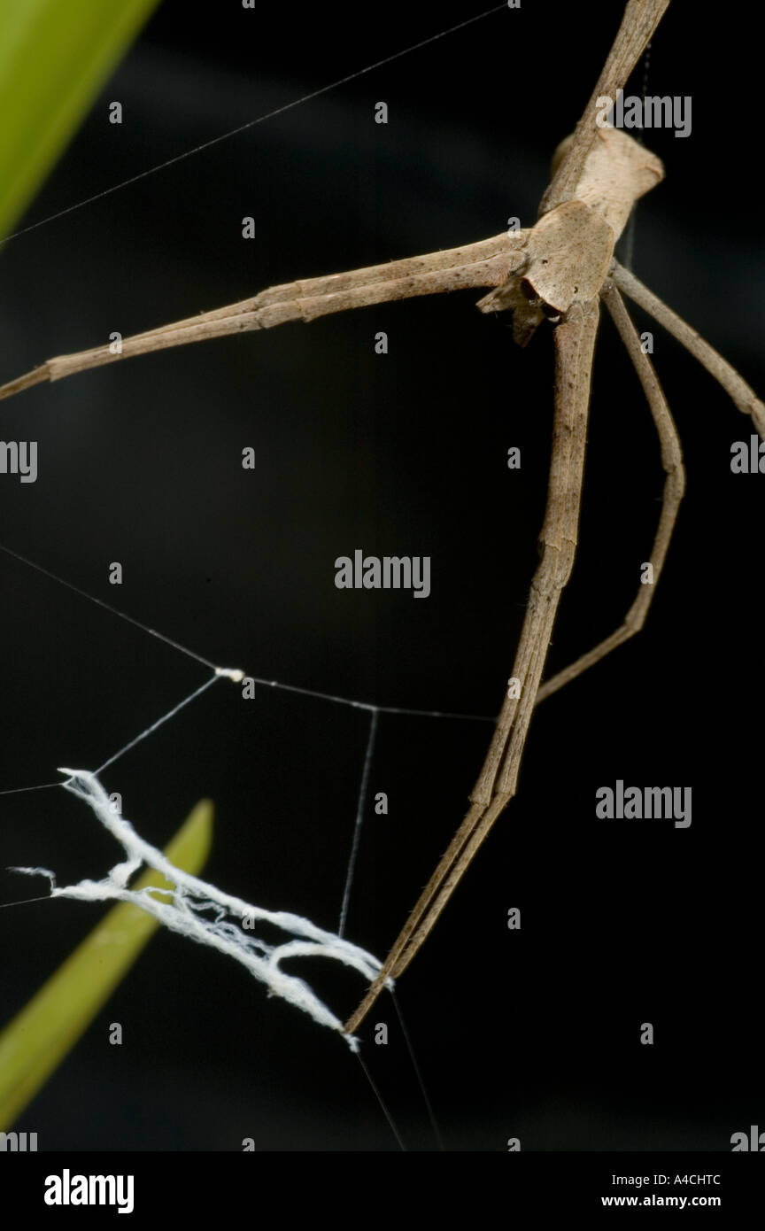 Cast net spider hi-res stock photography and images - Alamy