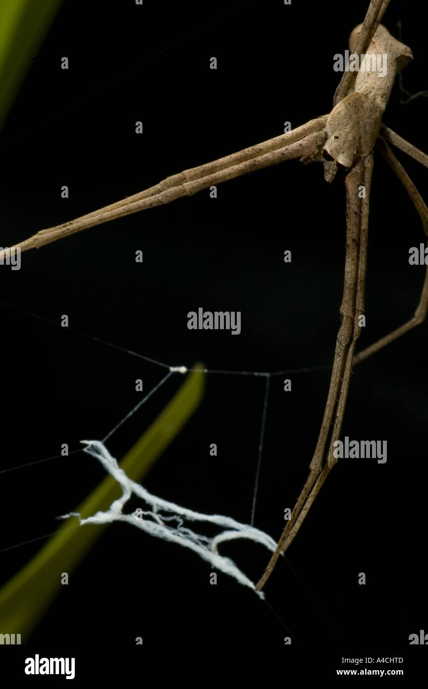 Cast net spider hi-res stock photography and images - Alamy