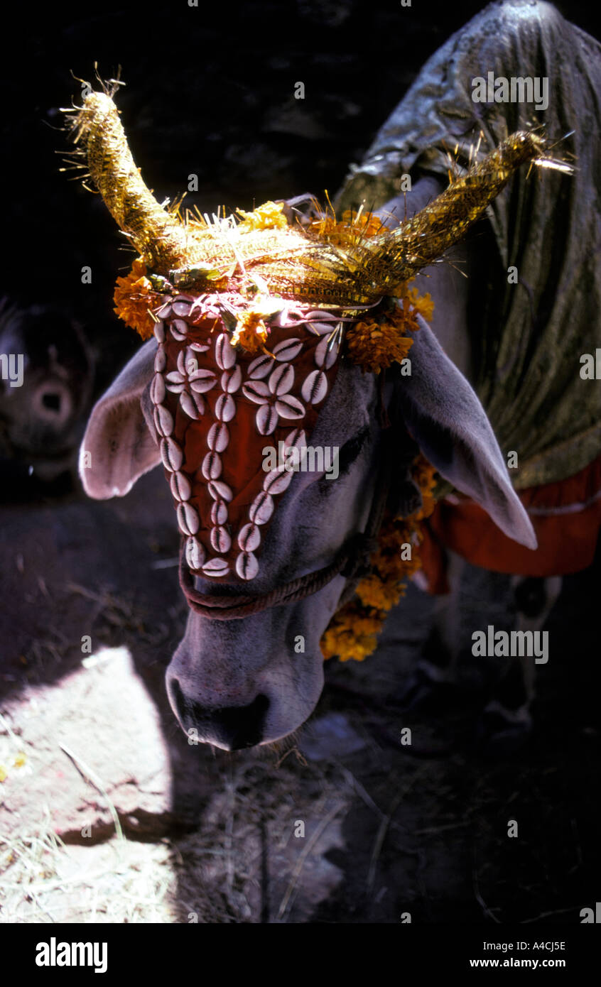 Decorated cow festival india hi-res stock photography and images - Alamy