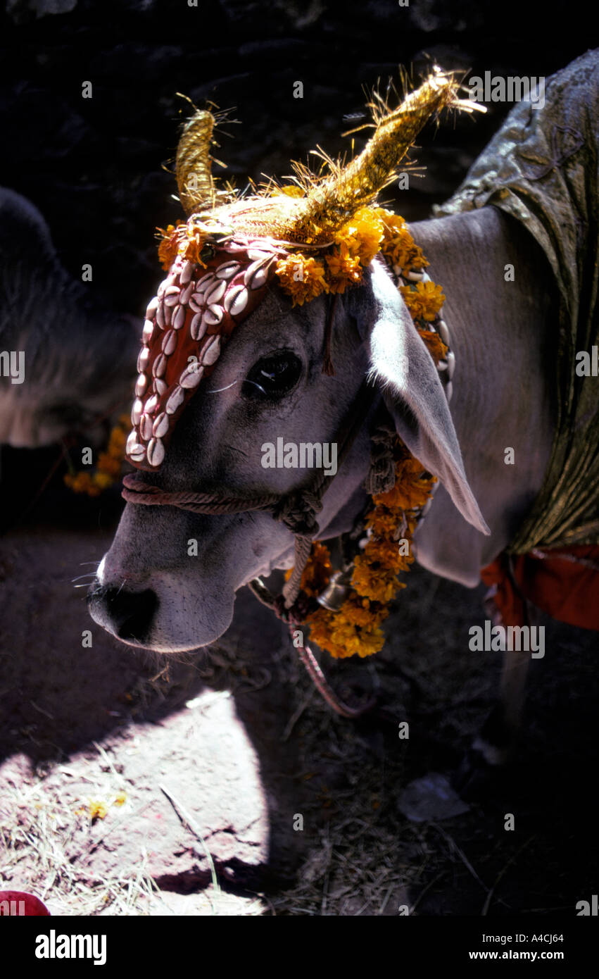 Decorated cow festival india hi-res stock photography and images - Alamy