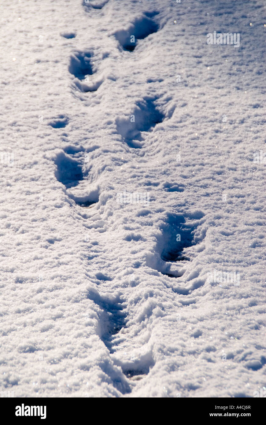 Footprints in fresh fallen snow Stock Photo - Alamy