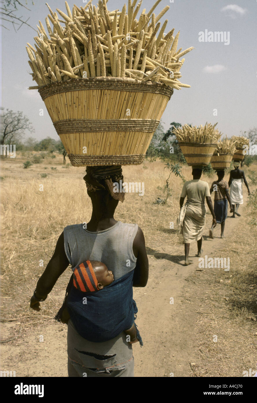 collecting millet burkina faso Stock Photo - Alamy
