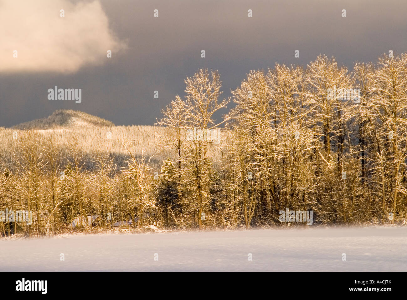 Fresh winter snow in Western Washington State, USA Stock Photo - Alamy