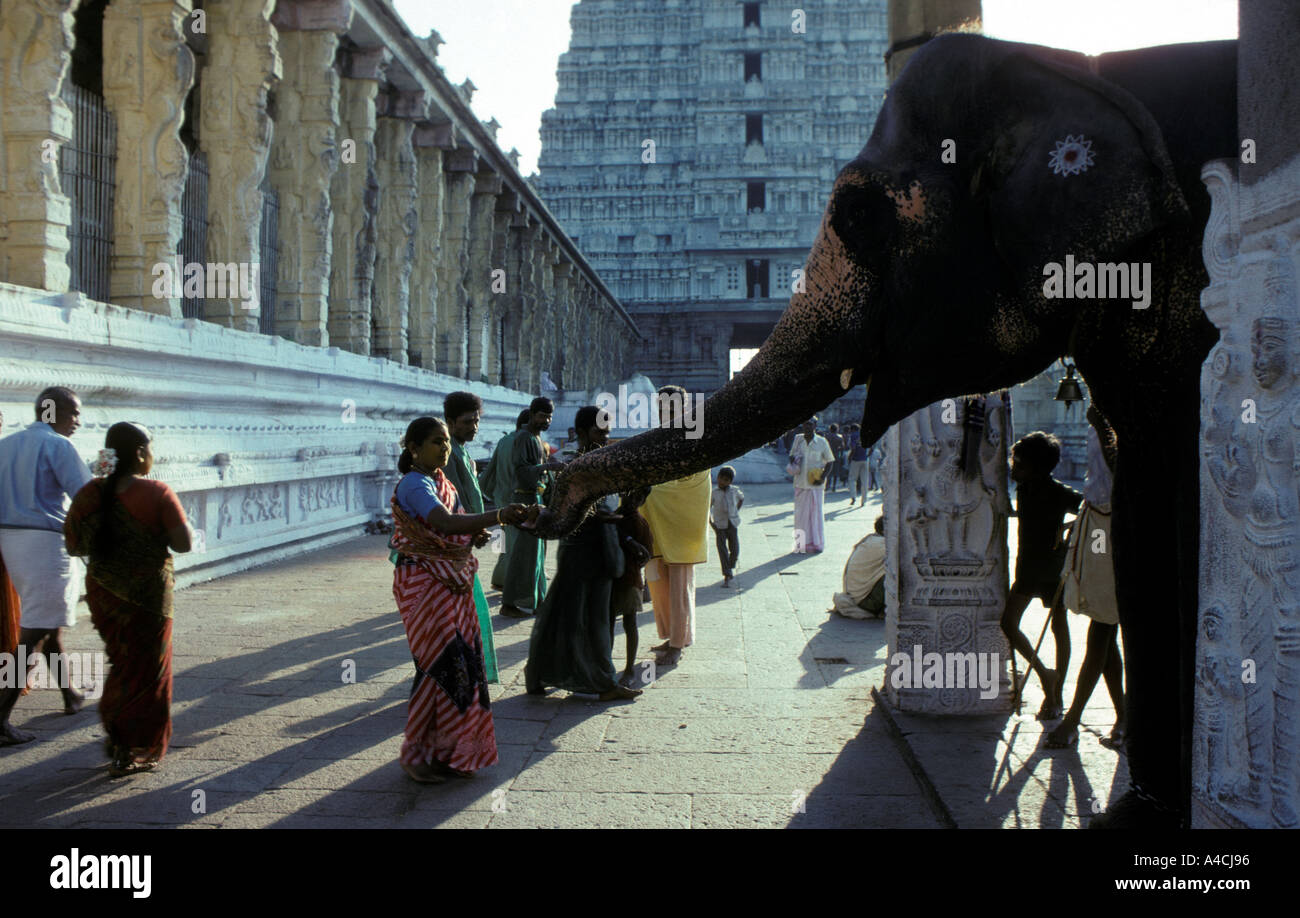 Elephant blessing people hi-res stock photography and images - Alamy