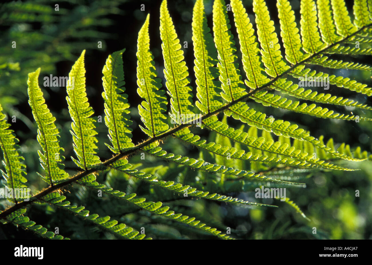 Fern Leaf backlit by sunlight so the seeds are visible Stock Photo - Alamy
