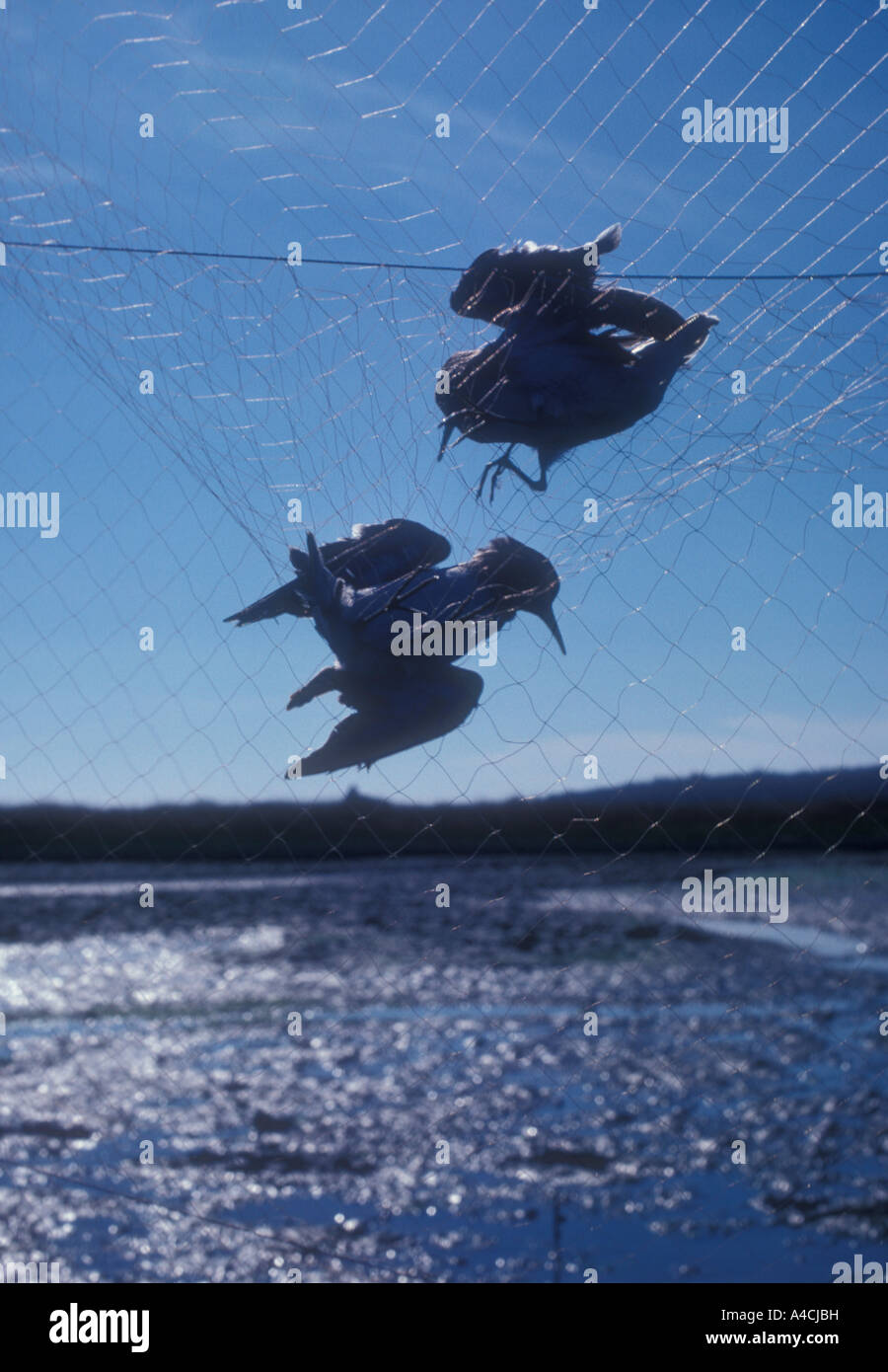 Sanderlings in a mist net Stock Photo - Alamy
