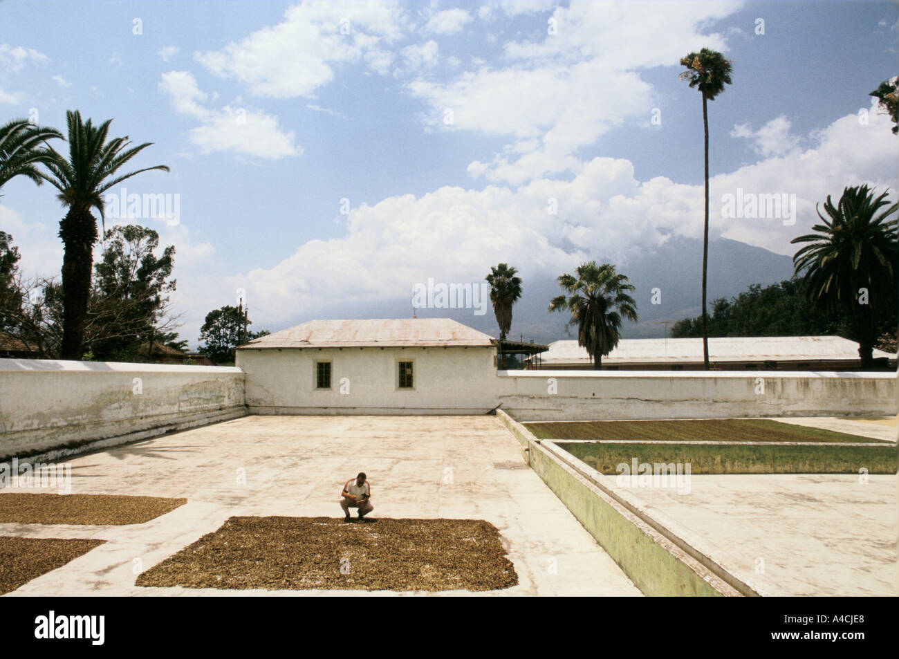 Coffee plantation foreman with harvest, Antigua, Guatemala. 1982 Stock ...