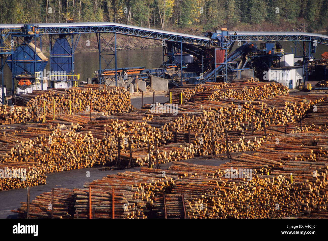 Log sorting and sawmill BC Canada Stock Photo - Alamy