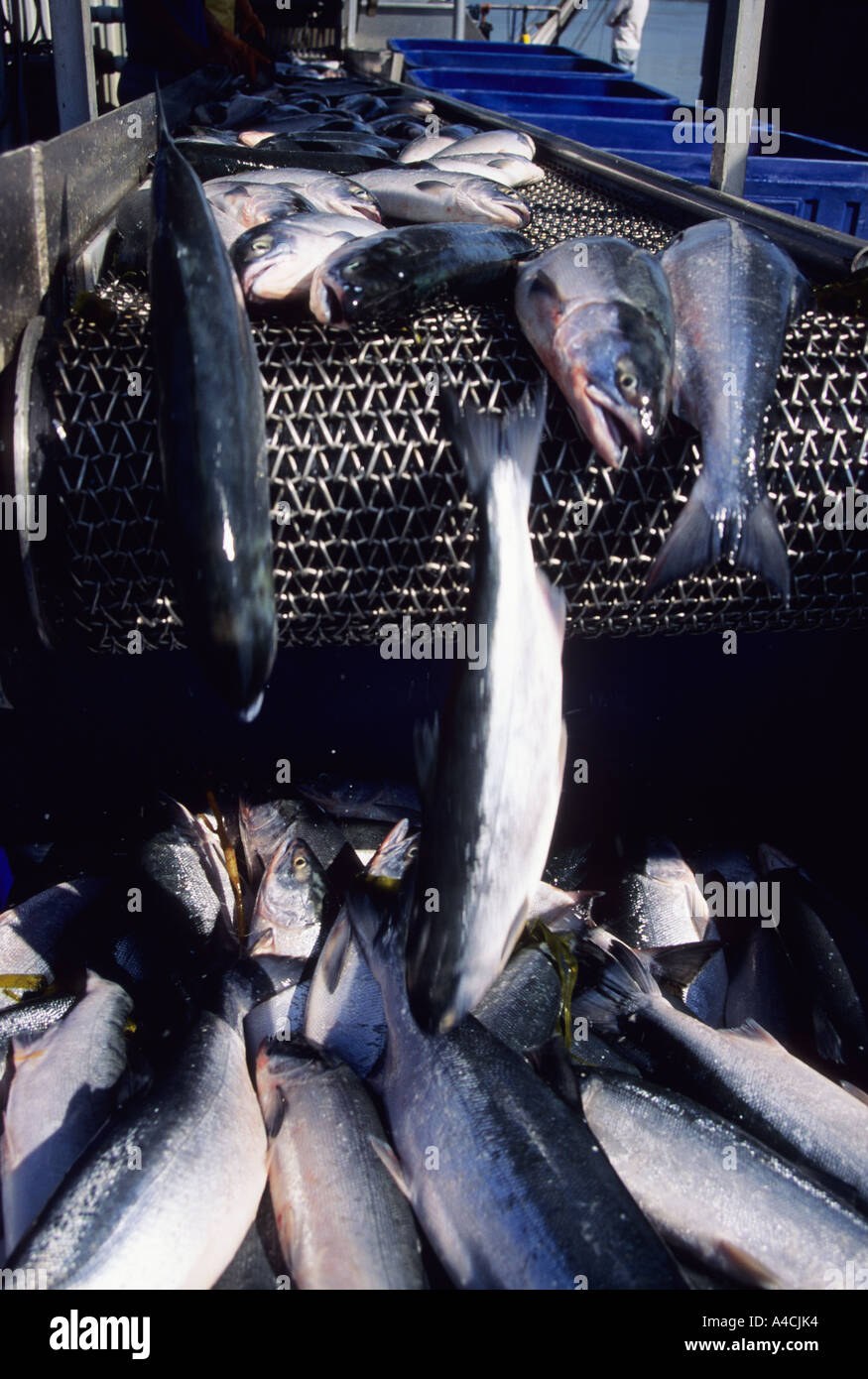 Salmon sorting on route to cannery BC Canada Stock Photo - Alamy