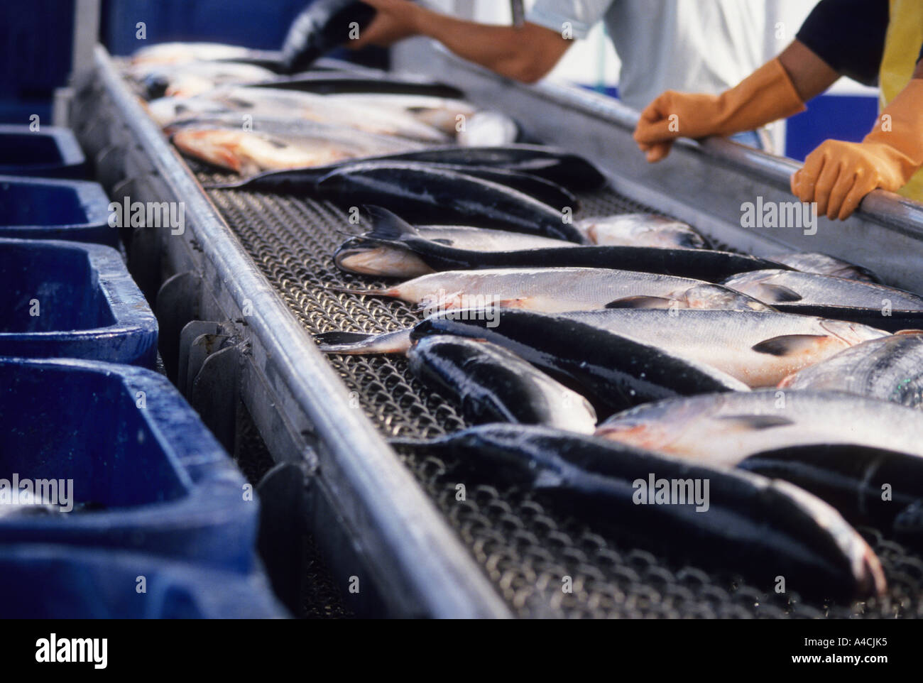 Salmon sorting on route to cannery BC Canada Stock Photo - Alamy