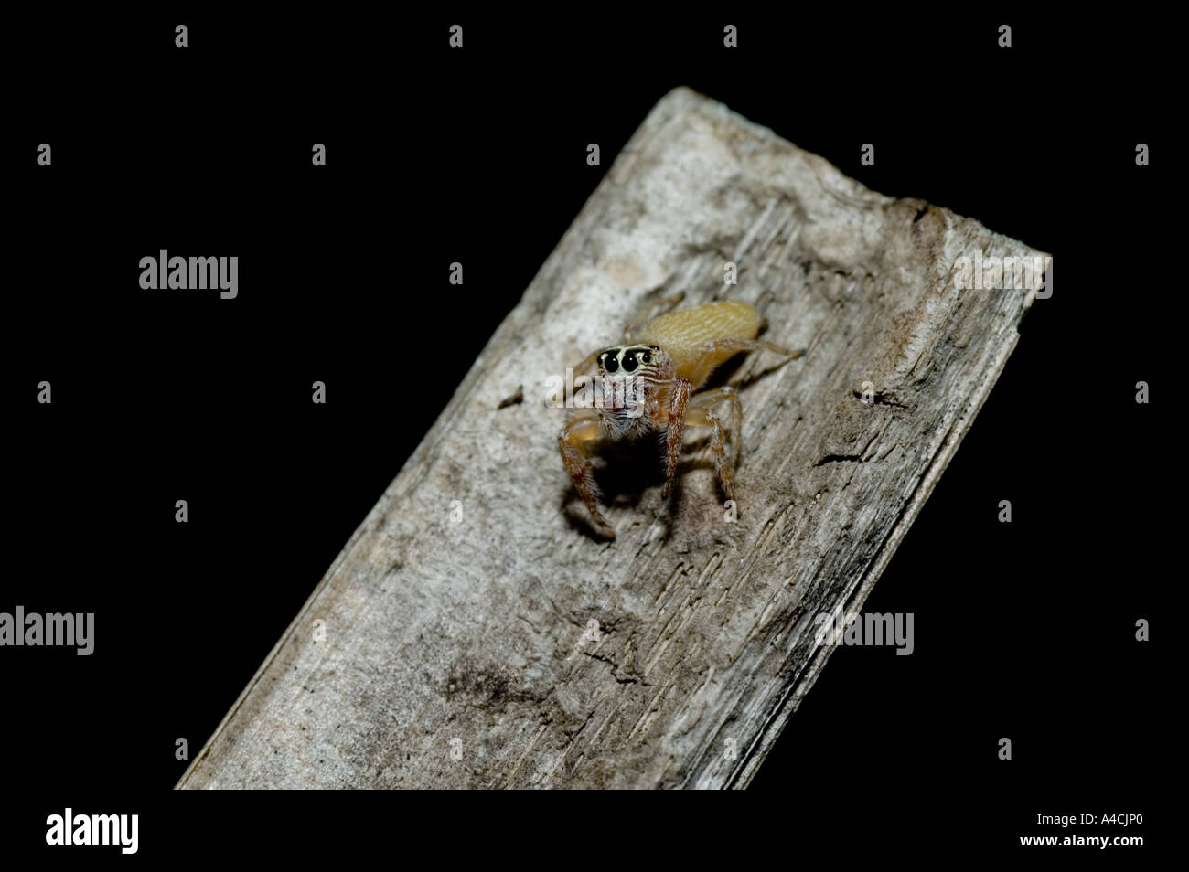 Jumping Spider on stick Stock Photo - Alamy