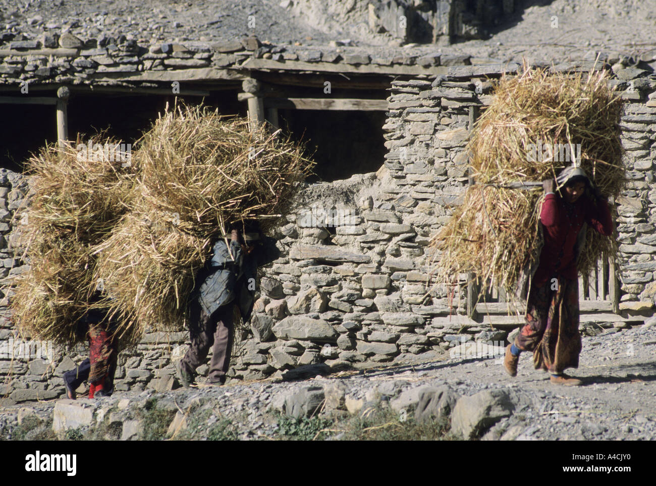 Nepal Asia Marpha Village Carrying straw Stock Photo - Alamy