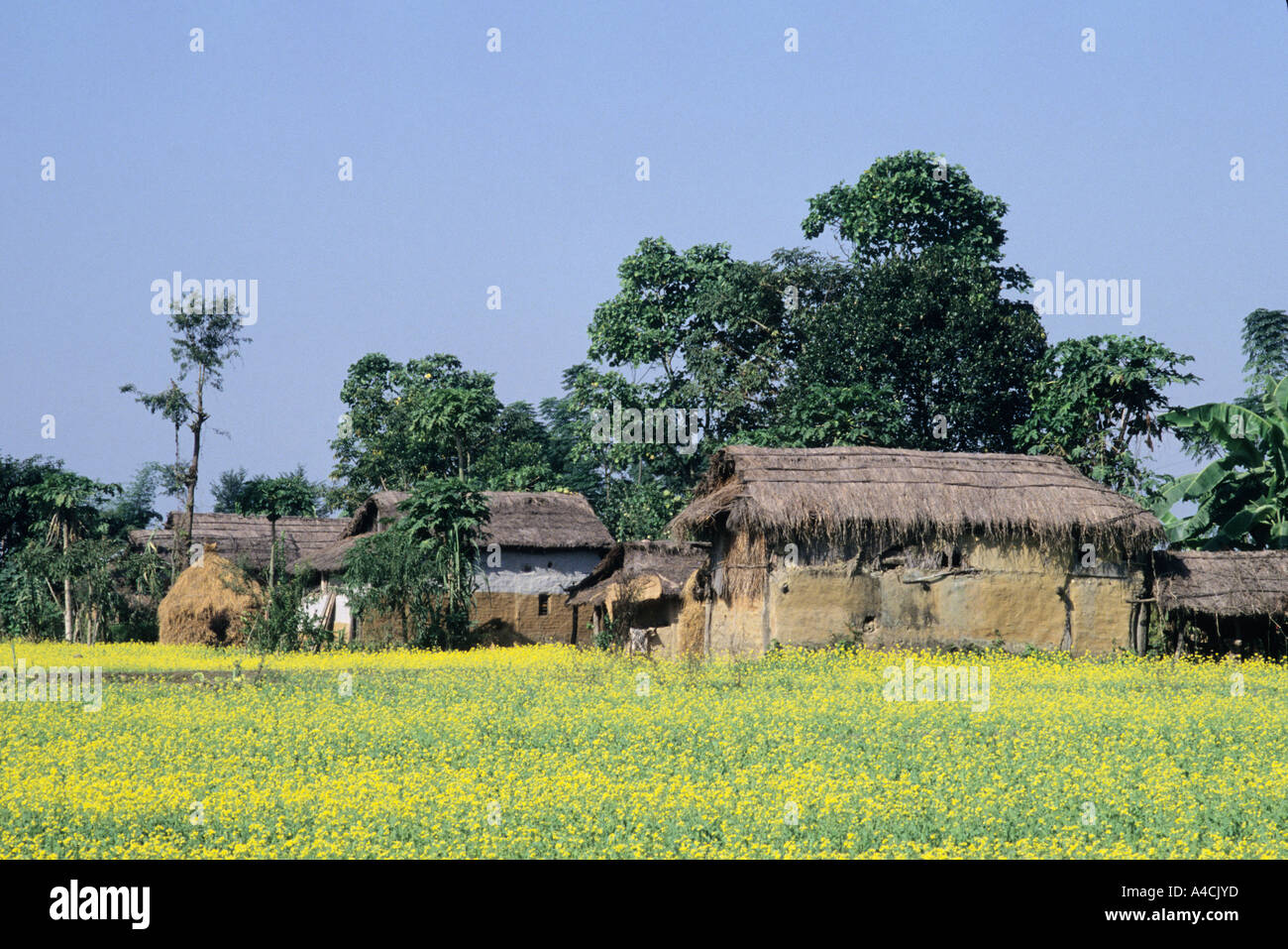 Nepal Asia Chitwan National Park Terai Region Grass huts near Sauraha ...
