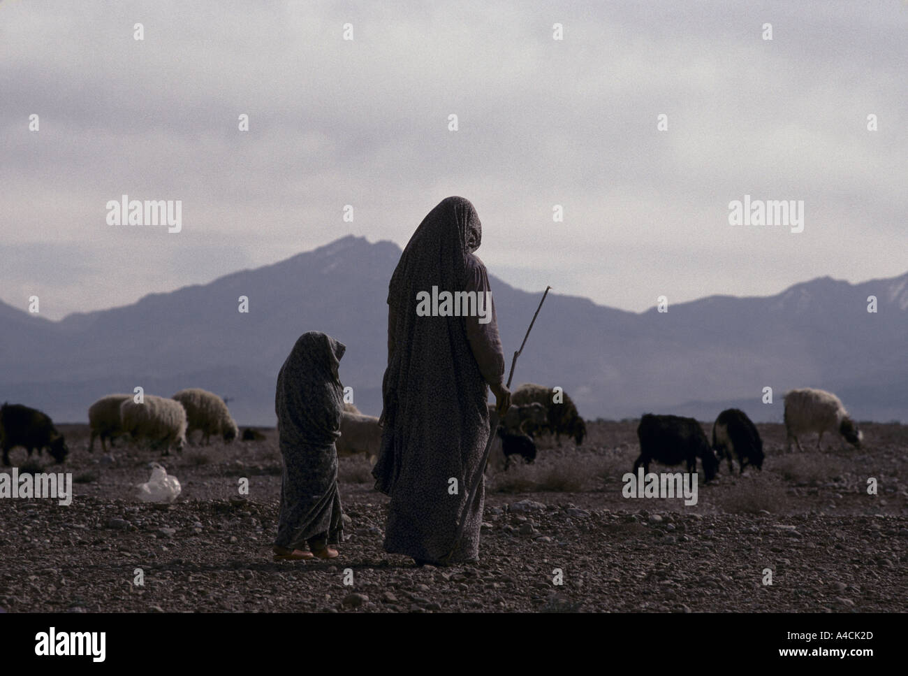 Persian sheep hi-res stock photography and images - Alamy