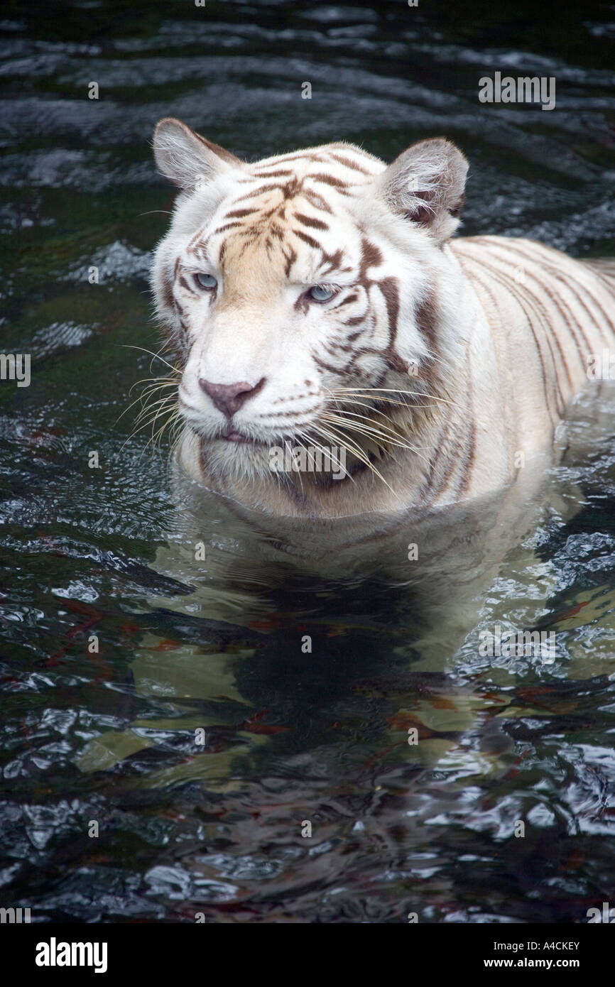 Singapore Zoo Tiger Animal Wildlife High Resolution Stock Photography ...
