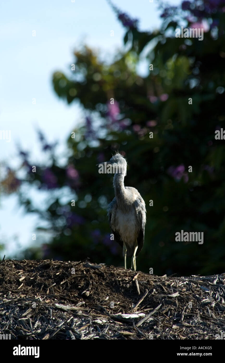 Herron fishing hi-res stock photography and images - Alamy