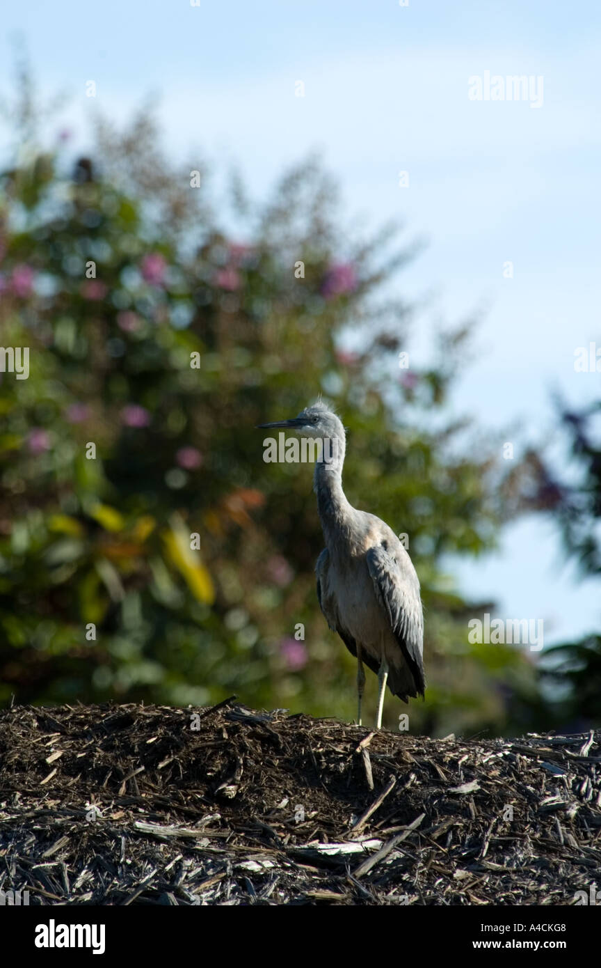 Herron fishing hi-res stock photography and images - Alamy