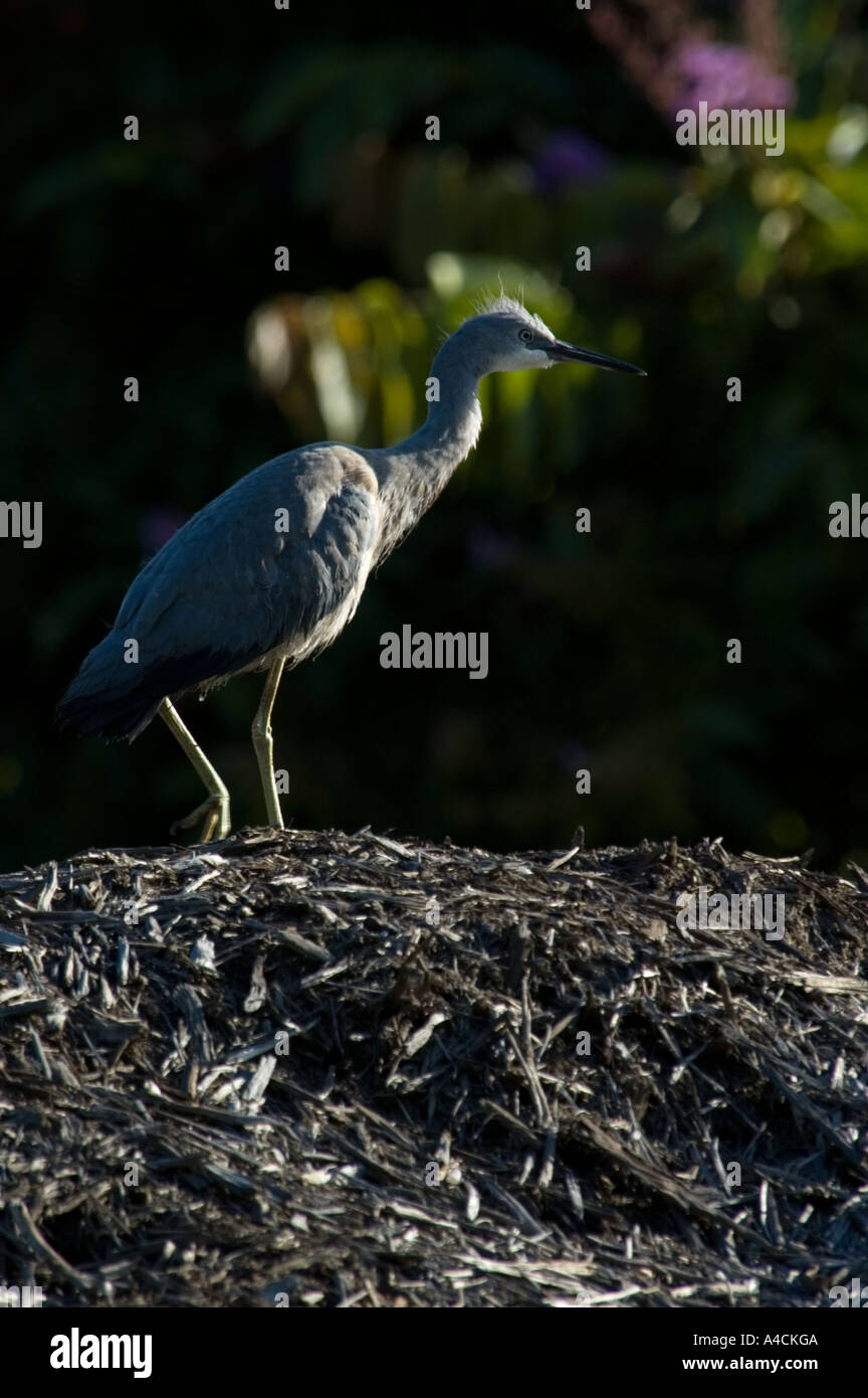 Herron fishing hi-res stock photography and images - Alamy