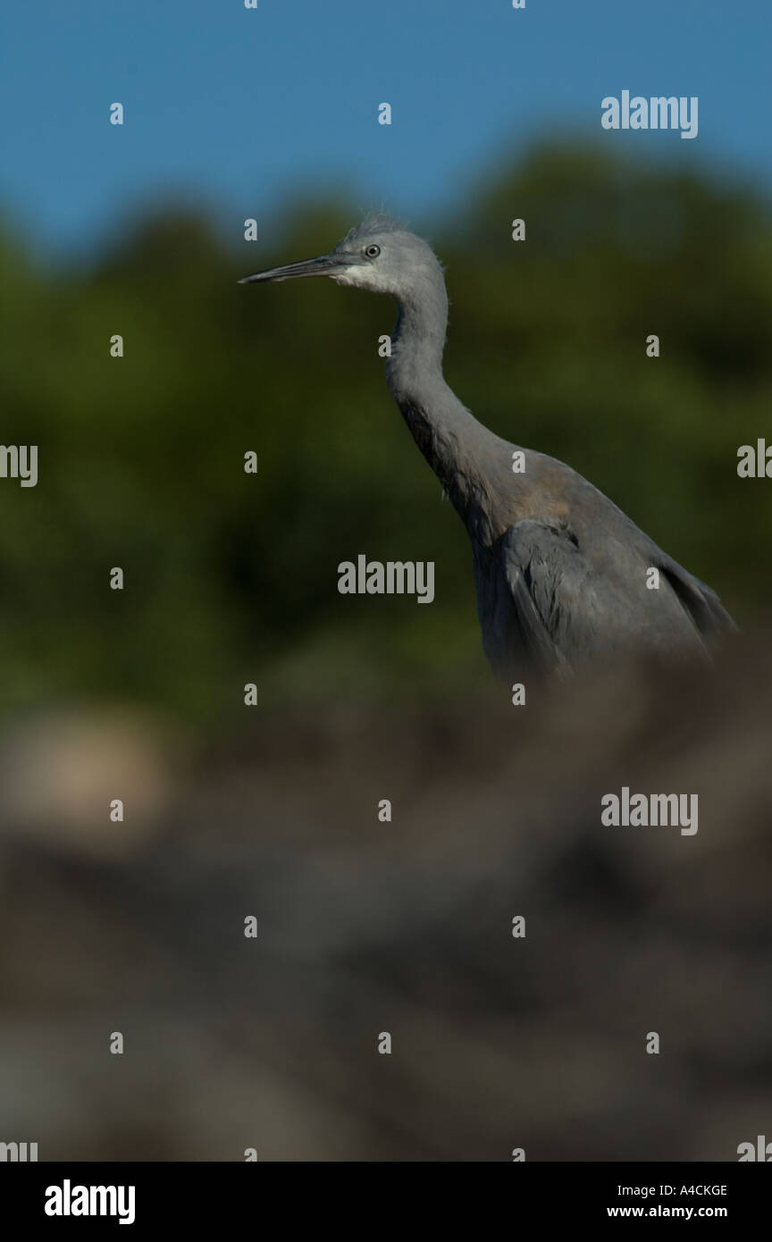 Herron fishing hi-res stock photography and images - Alamy