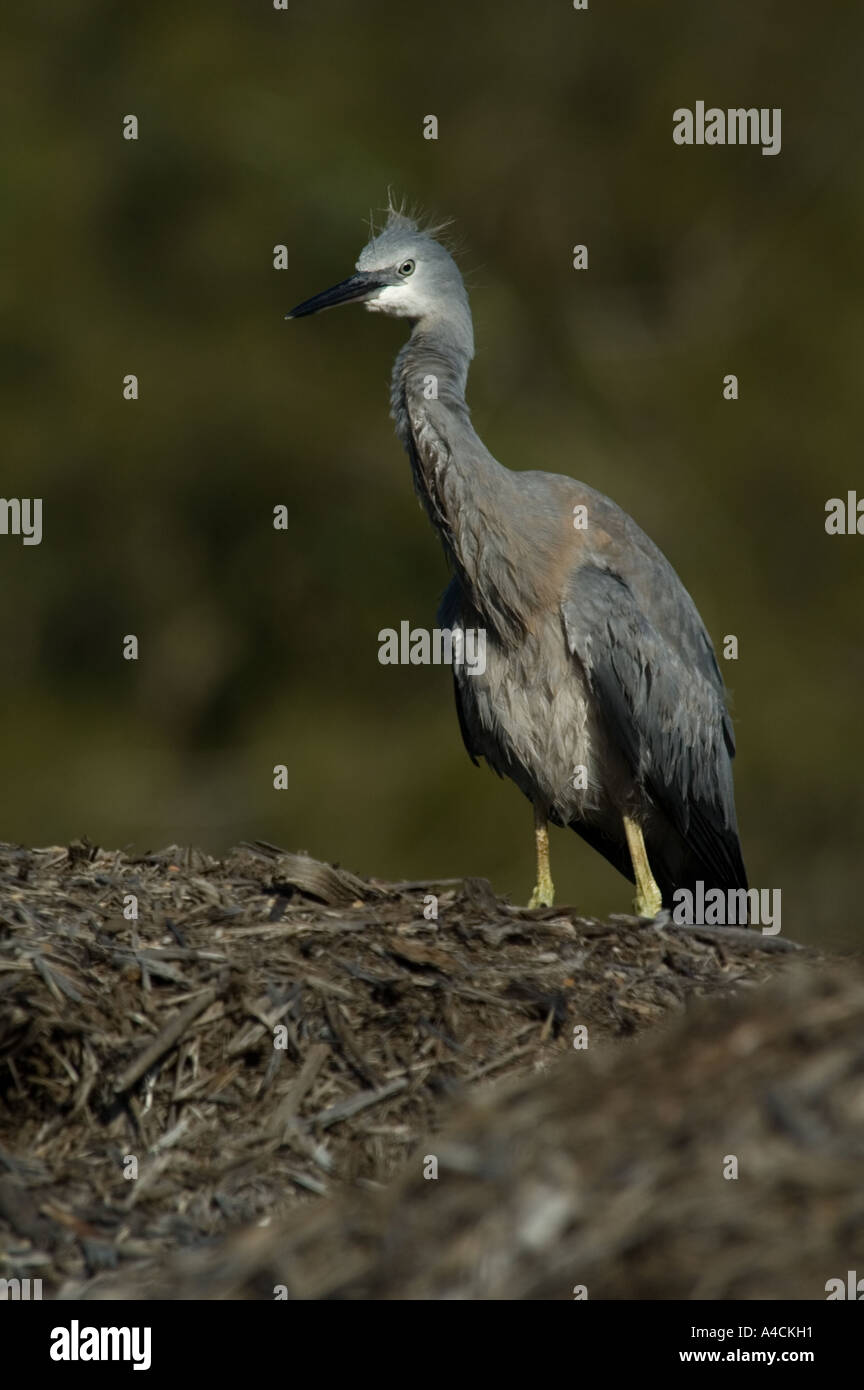 Herron fishing hi-res stock photography and images - Alamy