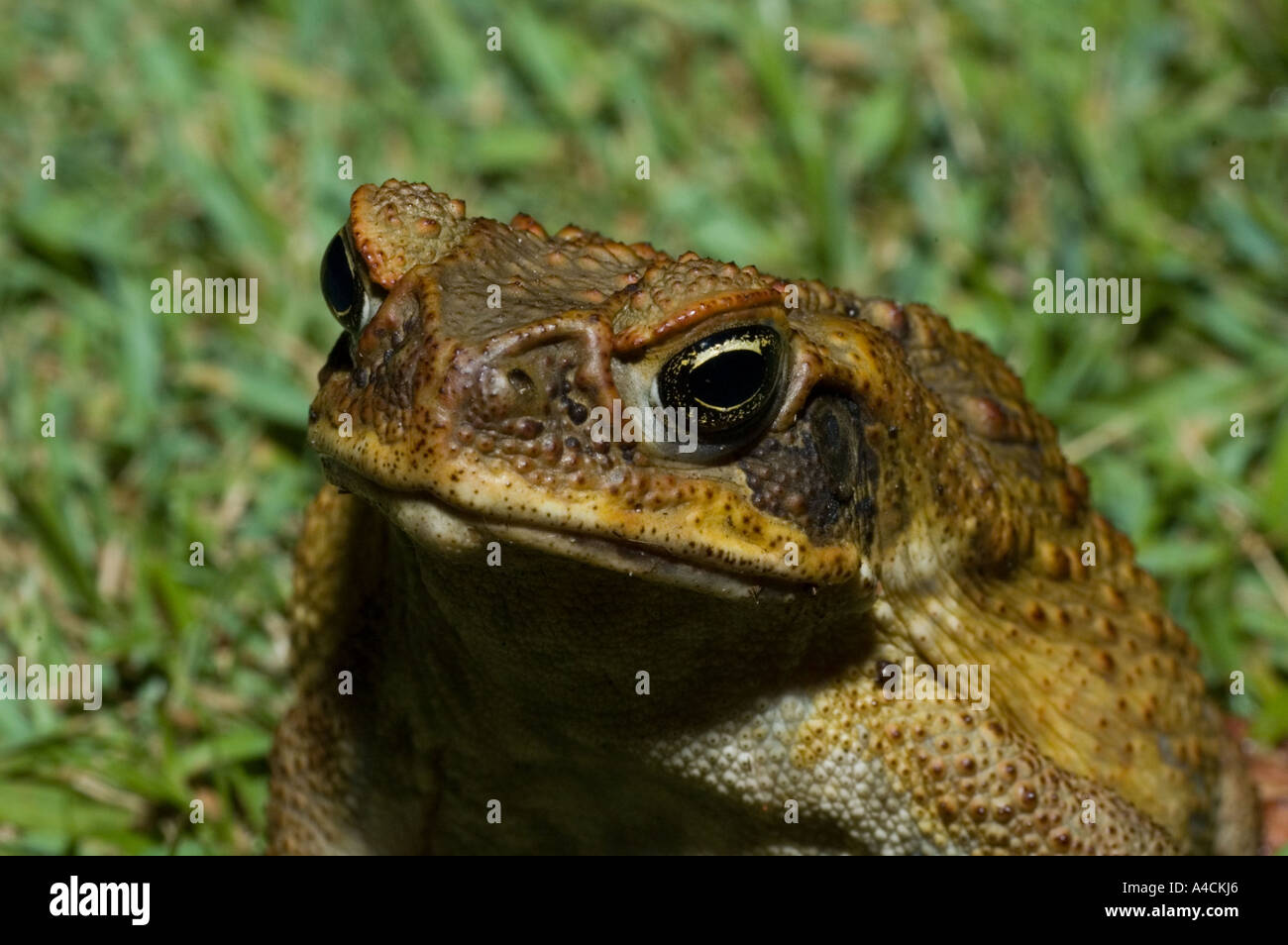 Australian toad hi-res stock photography and images - Alamy