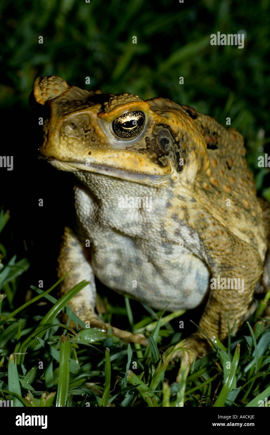 Poisonous toad hi-res stock photography and images - Alamy