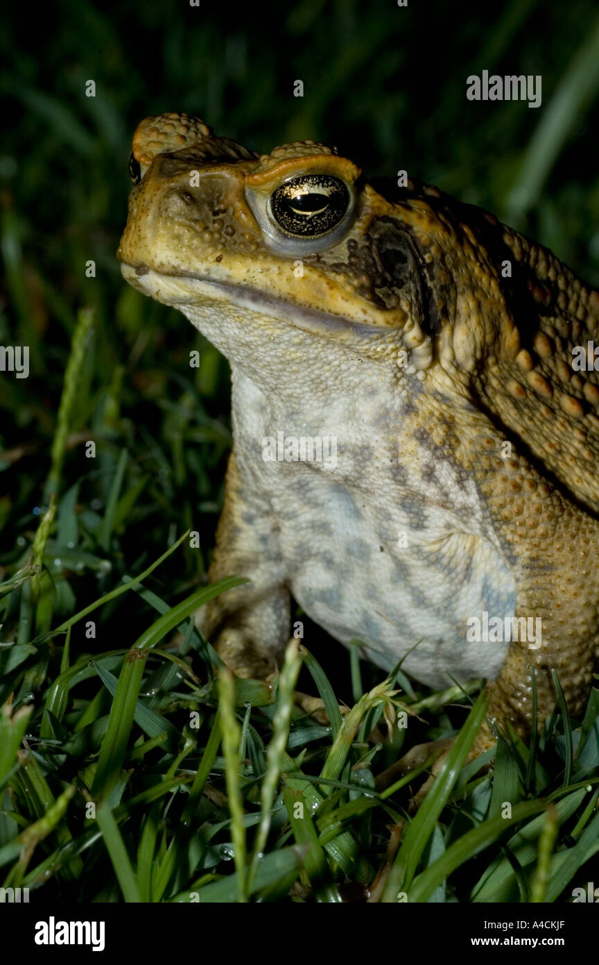 Cane toad poison hi-res stock photography and images - Alamy