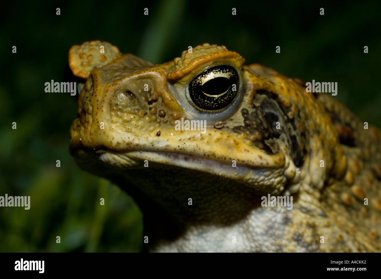 Australian toad hi-res stock photography and images - Alamy