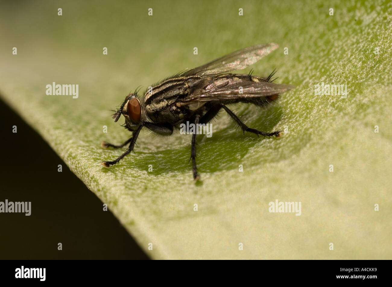 Fly taking a rest Stock Photo - Alamy