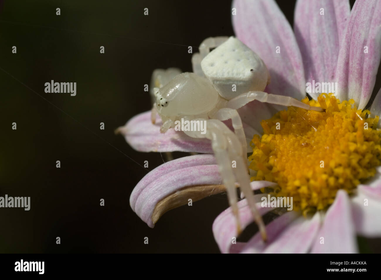 Webbed spider hi-res stock photography and images - Alamy