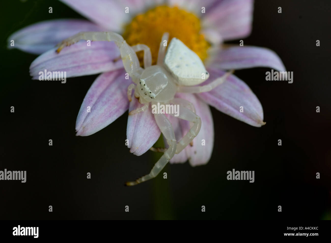 Webbed spider hi-res stock photography and images - Alamy