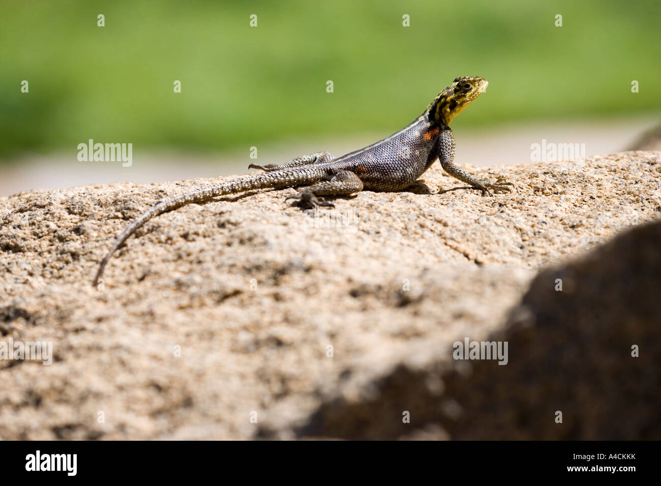 Lizard Windhoek Namibia Stock Photo - Alamy