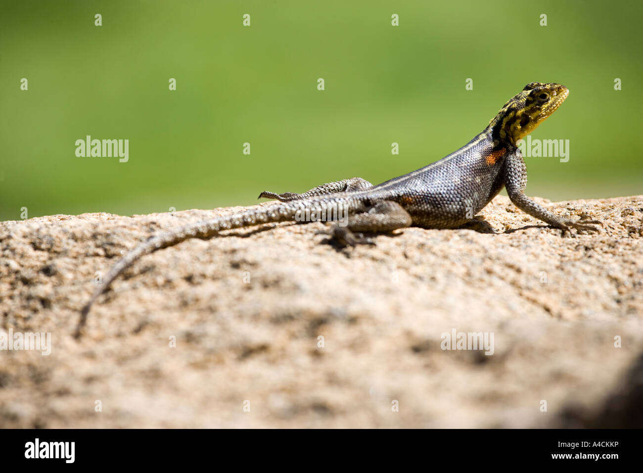 Lizard Windhoek Namibia Stock Photo - Alamy