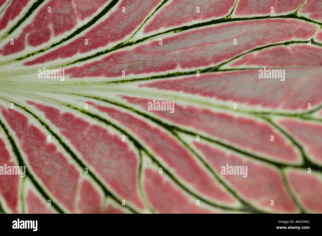 Veins of a Leaf Stock Photo - Alamy