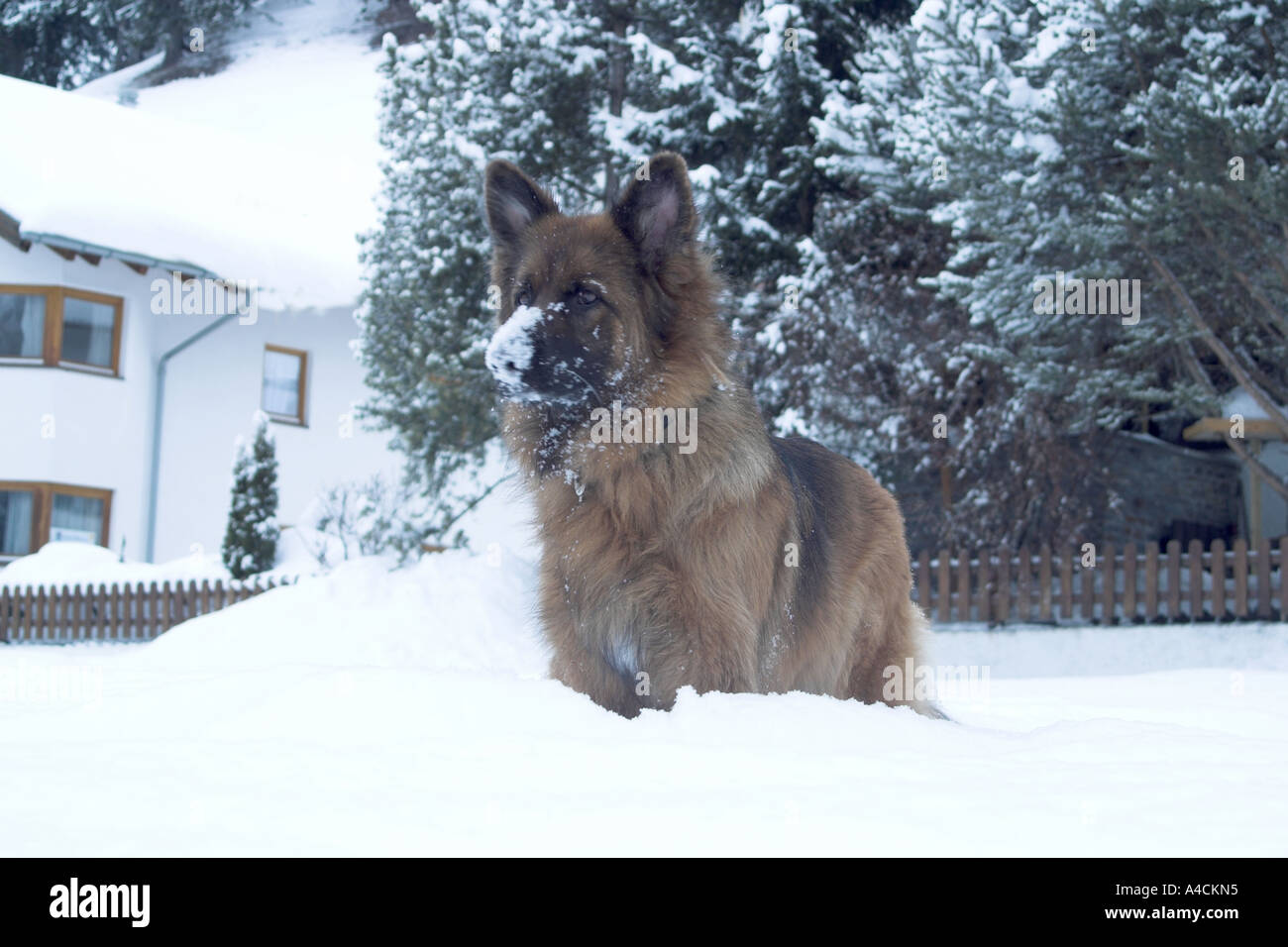 German Shepherd dog in snow. Austria Stock Photo - Alamy