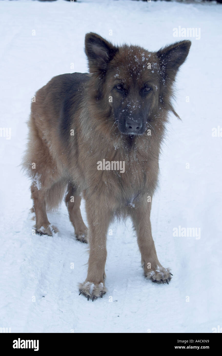 German Shepherd dog in snow. Austria Stock Photo - Alamy