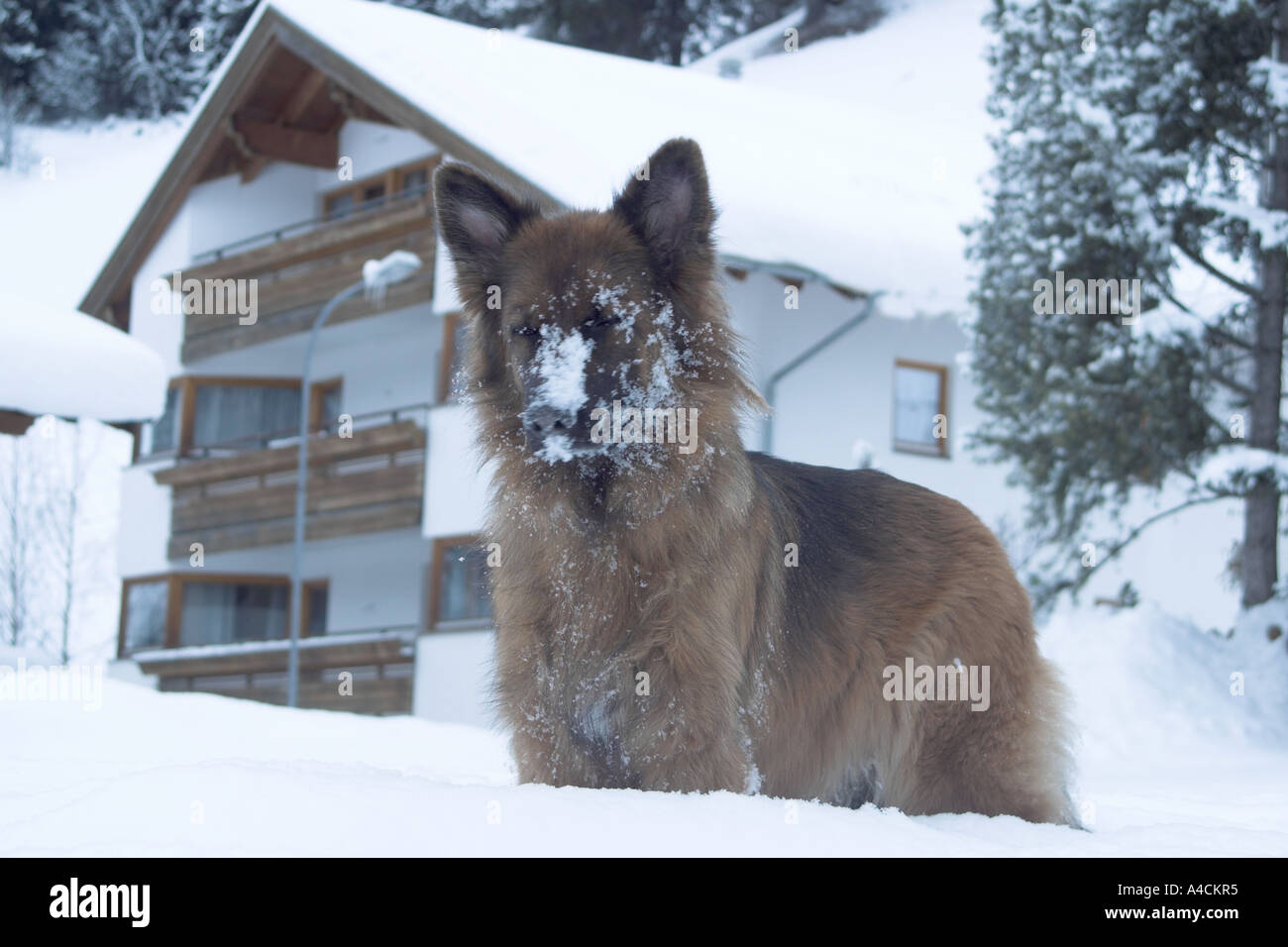 German Shepherd dog in snow. Austria Stock Photo - Alamy